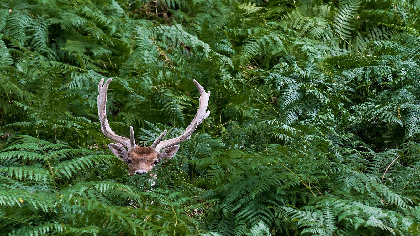 ‘Destination Forêt’ : l’ONF organise un concours photo