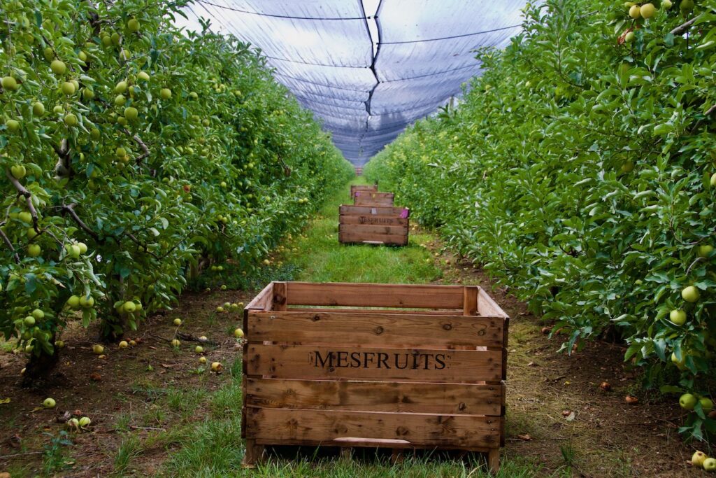 L'entreprise Charles & Alice s'engage pour une 'refruitalisation' des ...